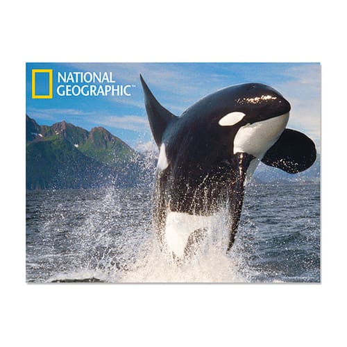 Super 3D Collectable Postcard: Orca Whale - Smart Home - Zatu Home